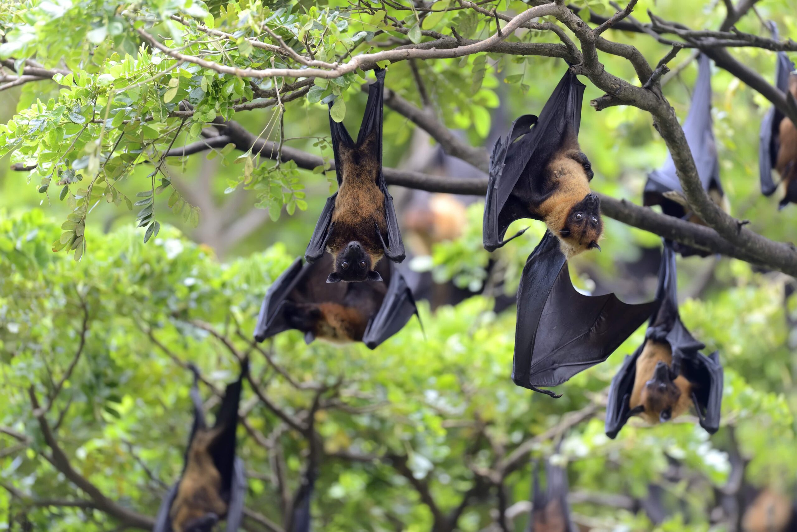Situasi Jangkitan Virus Nipah Di Negara Brunei Darussalam - Ministry of ...
